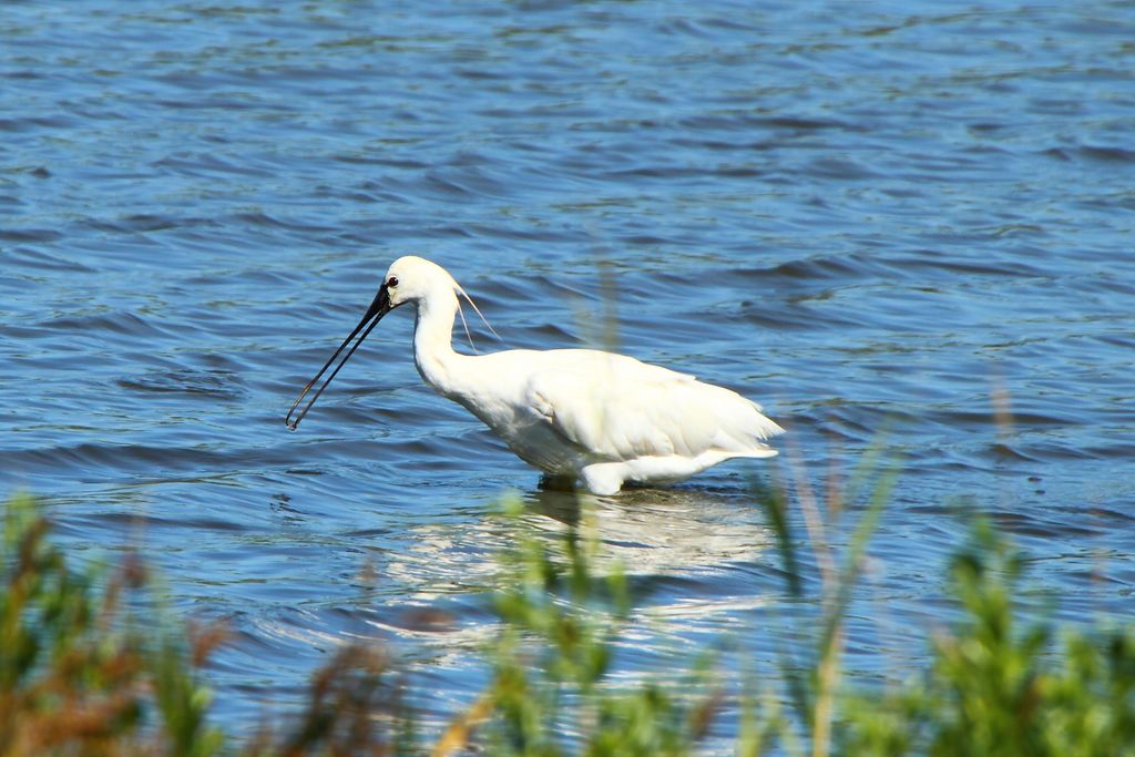 AVES DEL CIELO - BIRDS OF HEAVEN: CICONIIFORMES-AVES ZANCUDAS